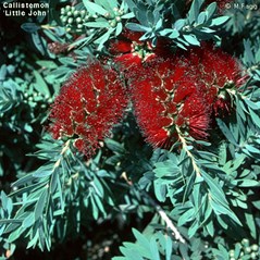 Callistemon 'Little John'