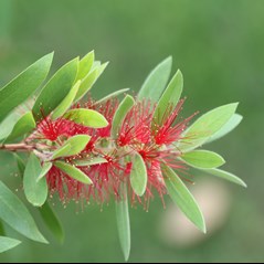 Callistemon rigidus