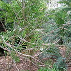 Callistemon rugulosus