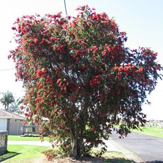 Callistemon viminalis