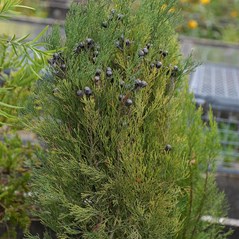 Callitris drummondii