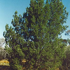 Callitris glaucophylla