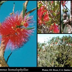 Calothamnus homalophyllus