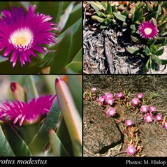 Carpobrotus modestus