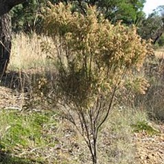Cassinia arcuata
