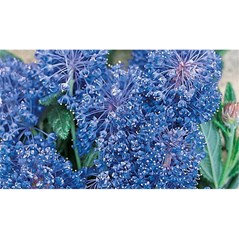 Ceanothus 'Blue Pacific'