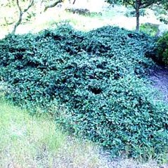 Ceanothus griseus 'Yankee Point'