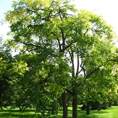 Cedrela sinensis