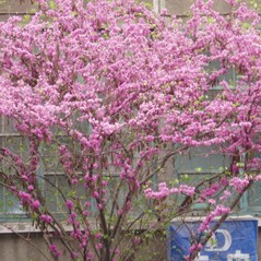 Cercis chinensis
