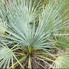 Chamaerops humilis