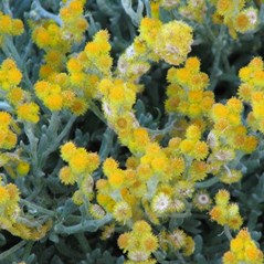 Chrysocephalum apiculatum