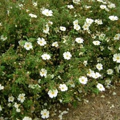 Cistus salvifolius 'Snowmound'