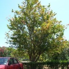 Citharexylum spinosum