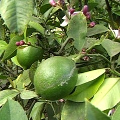 Citrus latifolia