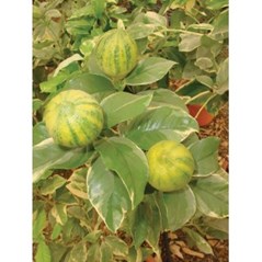 Citrus limon ‘Variegata’