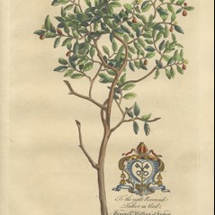 Citrus x paradisi 'Marsh'