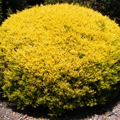 Coleonema pulchrum 'Aurea'