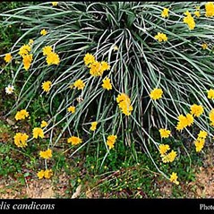 Conostylis candicans