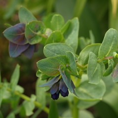 Correa alba var. alba 'Starlight'