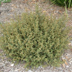 Correa alba var. pannosa