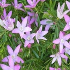 Crowea 'Edna Walling'