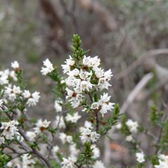 Cryptandra tomentosa