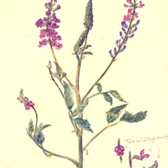 Cullen australasicum