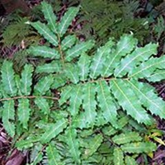 Cupaniopsis newmanii