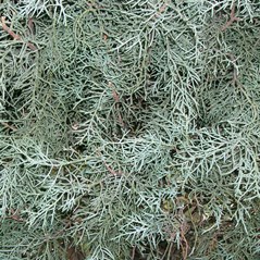 Cupressus glabra 'Blue Ice'