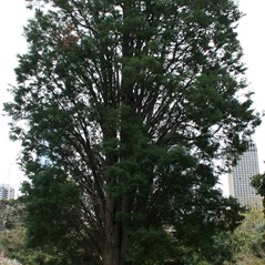 Cupressus lusitanica