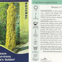 Cupressus sempervirens 'Swane's Golden'