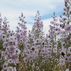Cyanostegia angustifolia