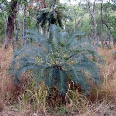 Cycas media