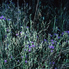 Dampiera rosmarinifolia