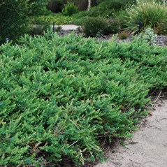 Darwinia 'Seaspray'