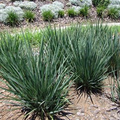 Dianella revoluta 'Little Rev'