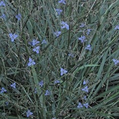 Dianella revoluta var. revoluta