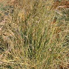 Dichanthium sericeum