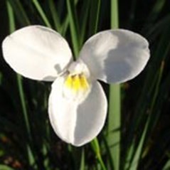 Diplarrhena moraea