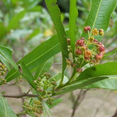 Dodonaea humilis