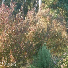 Dodonaea viscosa 'Purpurea'