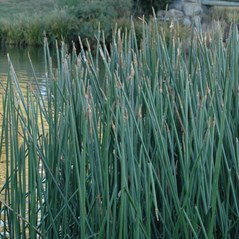 Eleocharis sphacelata