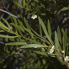 Eremophila deserti