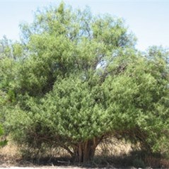 Eremophila longifolia
