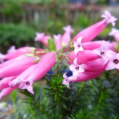Erica ventricosa