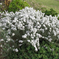 Eriocephalus africanus