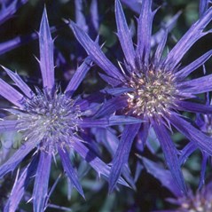 Eryngium bourgatii 'Picos Blue'