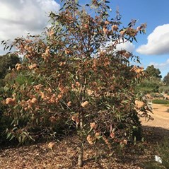 Eucalyptus 'Torwood'