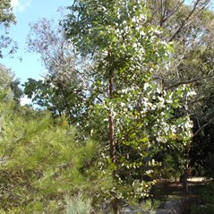 Eucalyptus dumosa