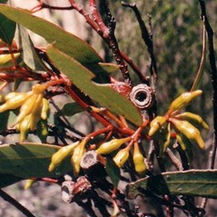 Eucalyptus incrassata